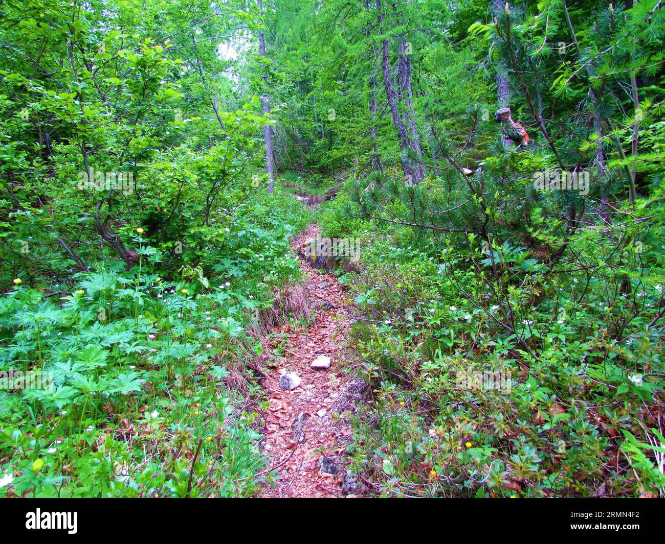 Path leadinh through a low forest of creeping pine, larch, beech forest ...