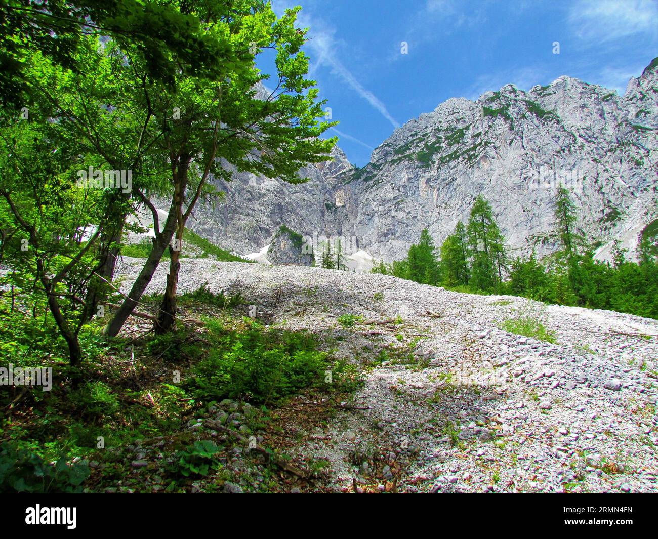 Alpine lanscape with a scree in the middle surrounded by a larch an ...
