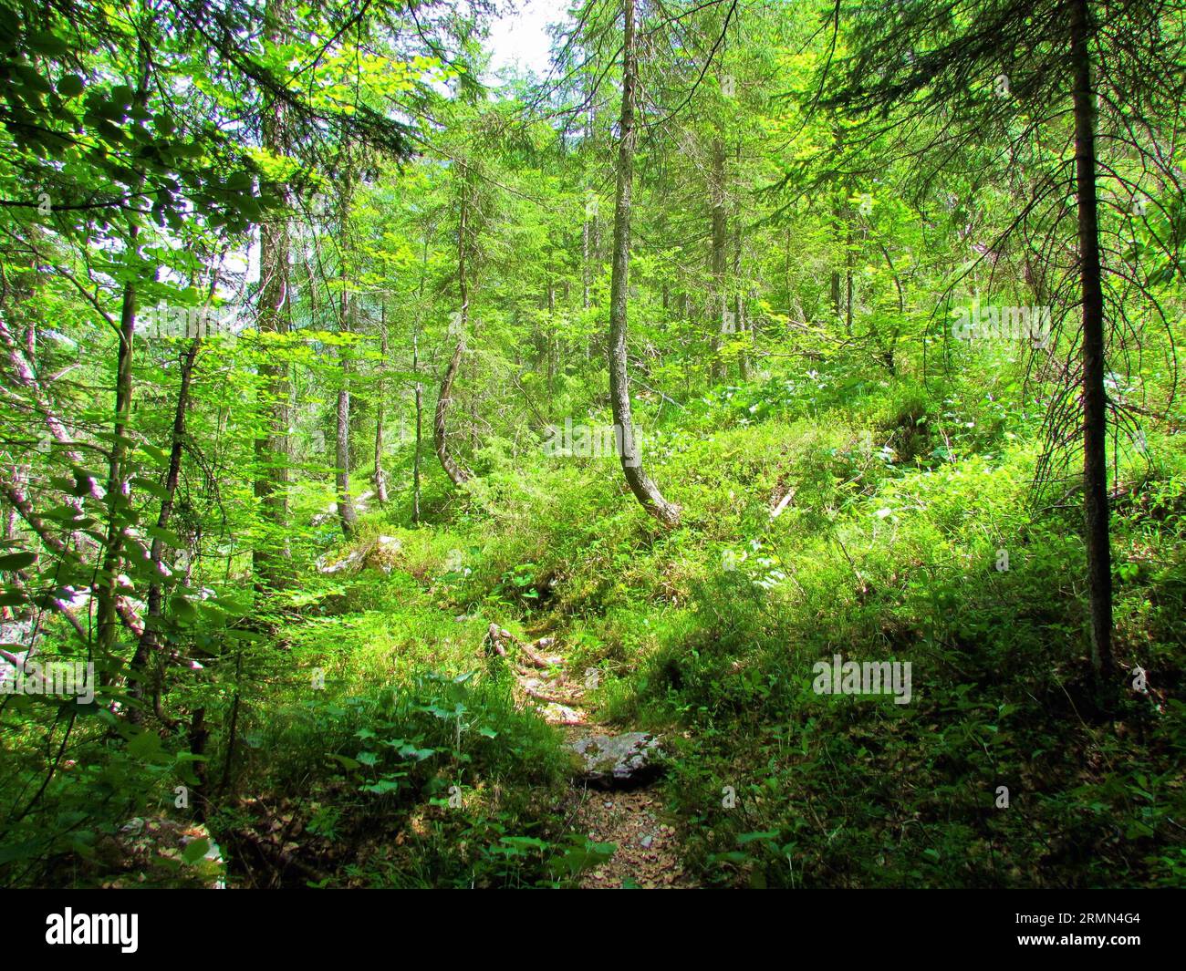 Path leading through bright sunlit forest clearing towards in Julian ...
