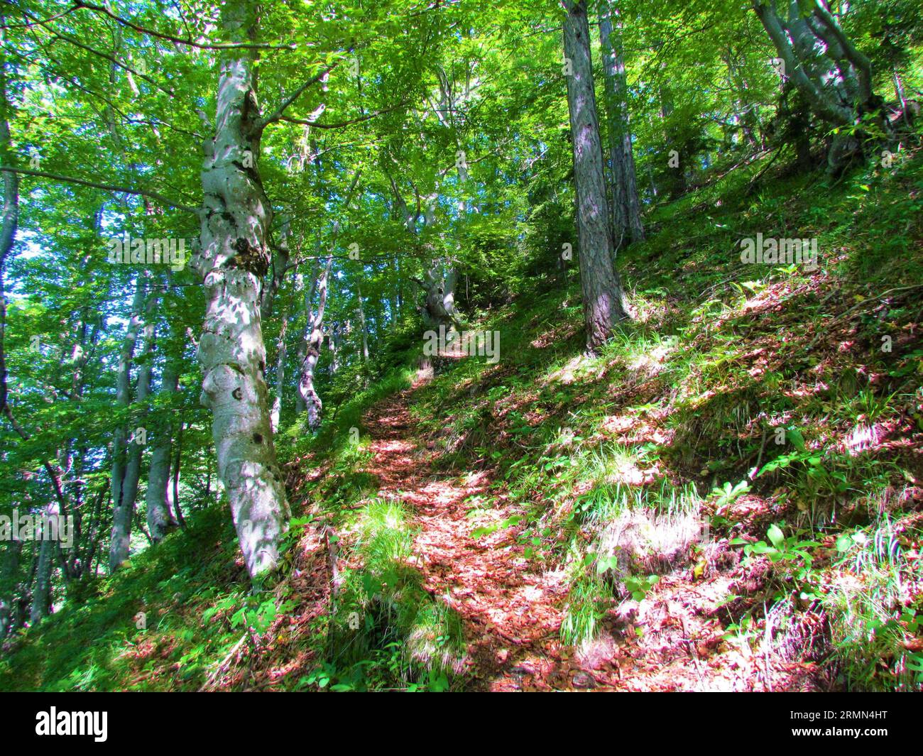 Bright temperate deciduous broadleaf beech forest in Slovenia with ...