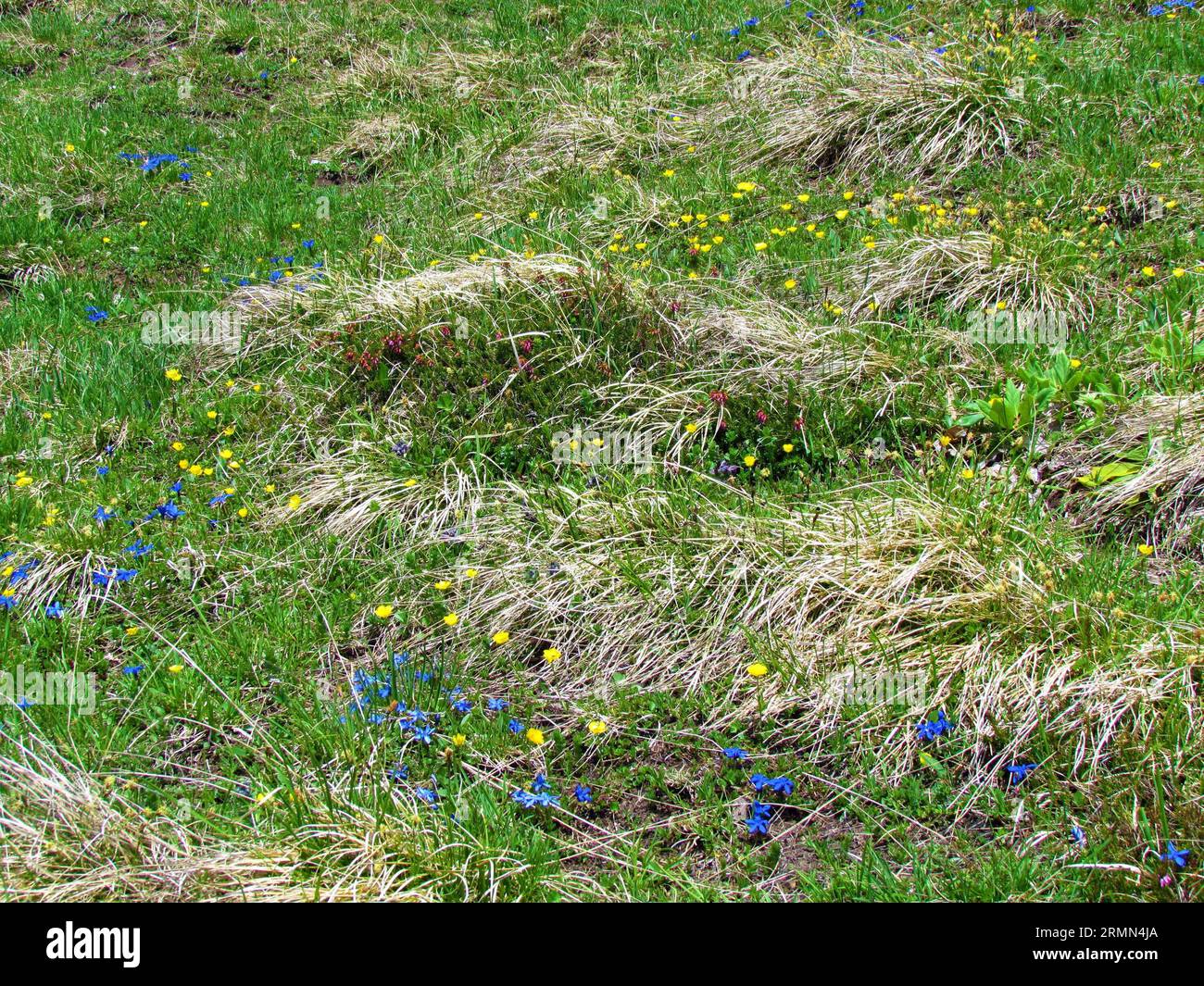 Meadow with fresh bright green and dry grass covered in blue spring ...