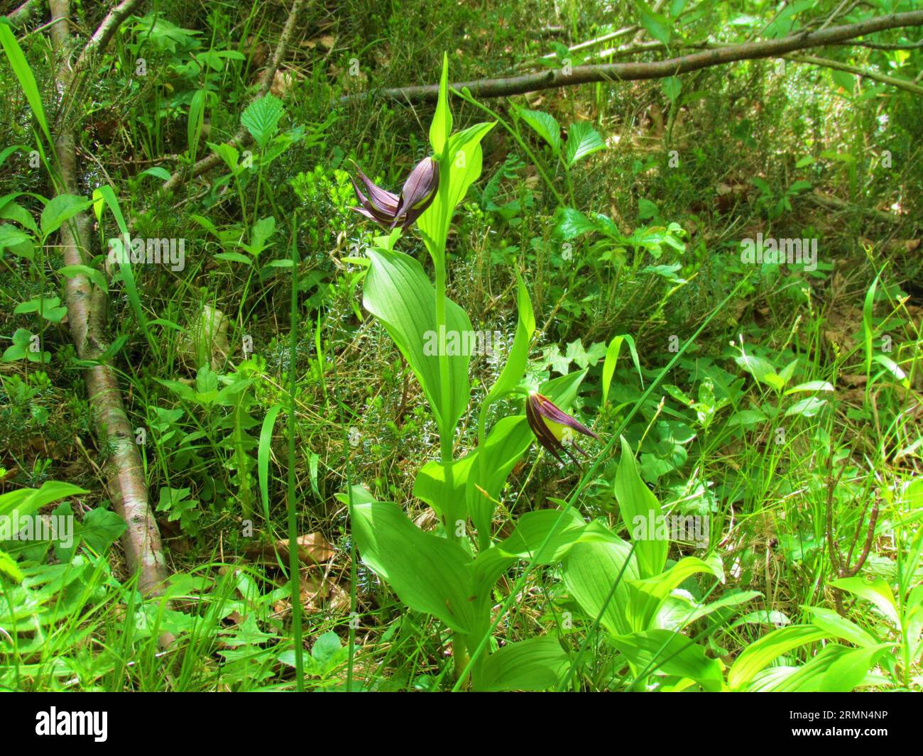 Yellow and dark red flowers of Cypripedium calceolus in sub family of ...