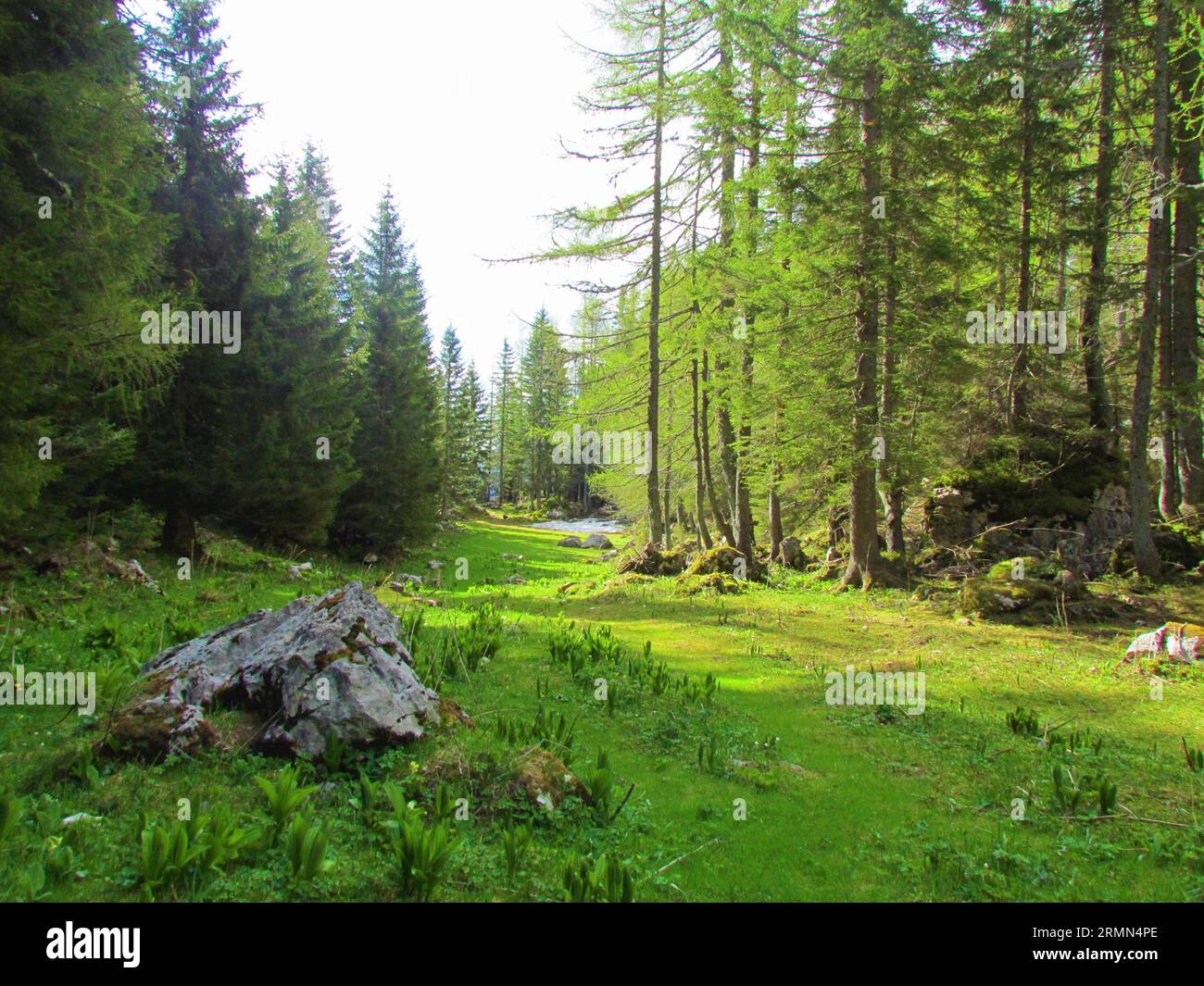 Alpine meadow at Pokljuka and Lipanca in Slovenia with spruce forest on ...