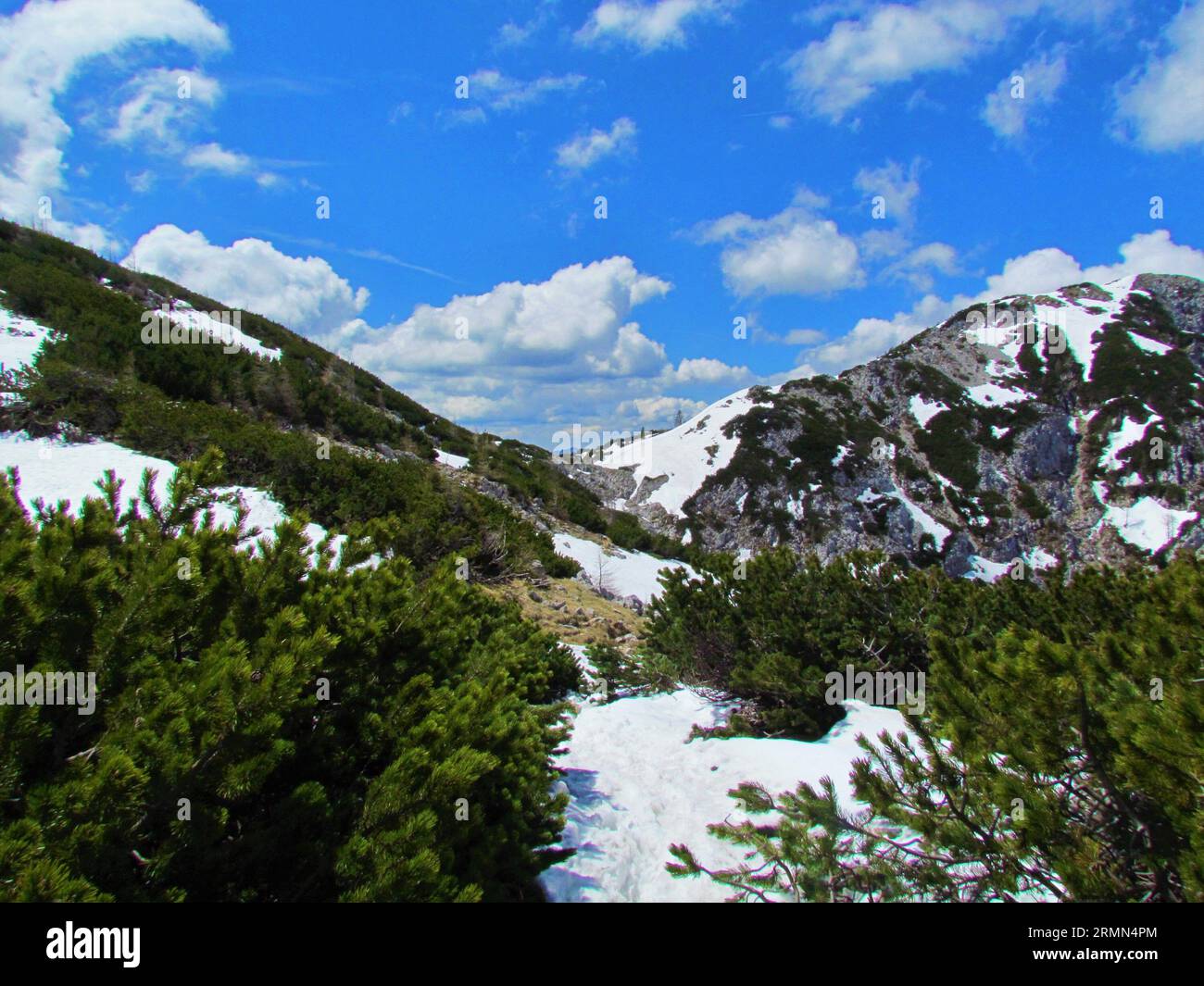 Snow and creeping pine covered alpine landscape bellow Debela pec in ...