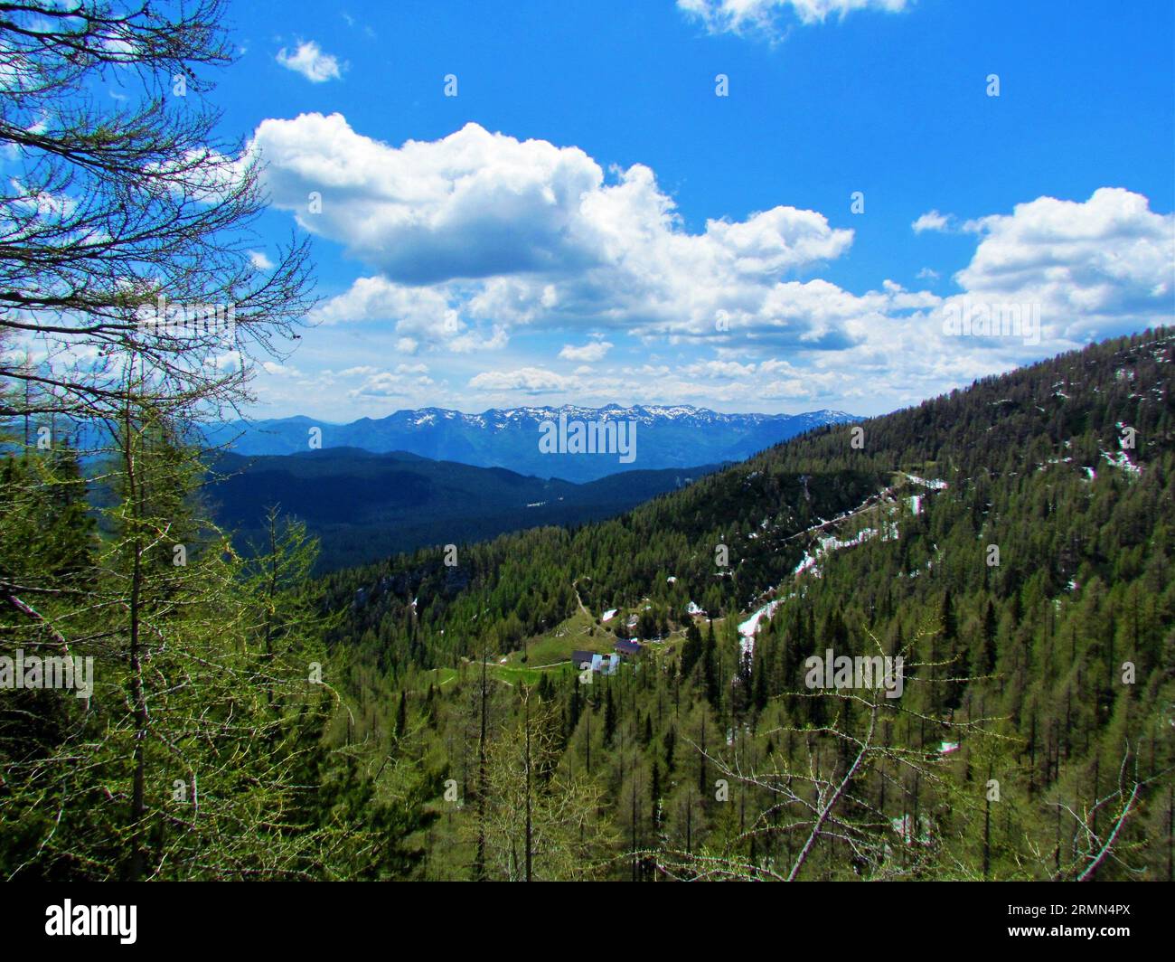 Larch forest covered slopes above Lipanca in Triglav national park and ...