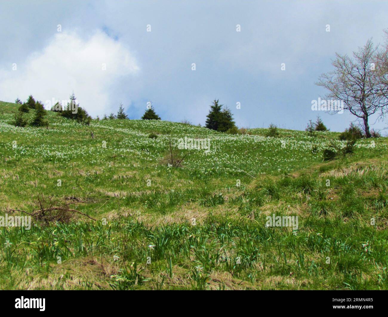 White carniola hi-res stock photography and images - Alamy