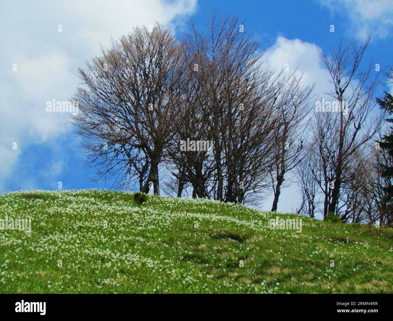 Meadow covered in white blooming poet's daffodil, poet's narcissus ...