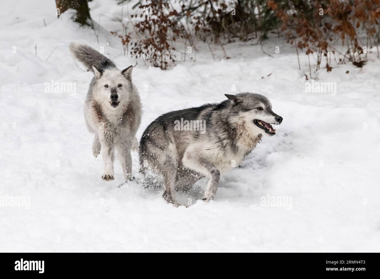 Gray wolf dominance behavior hi-res stock photography and images - Alamy