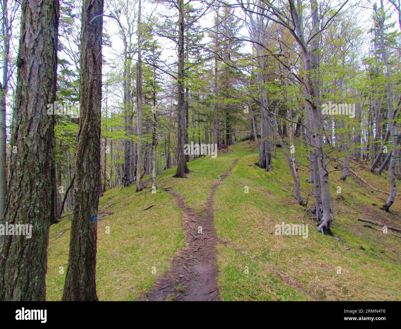 Common beech and scots pine forest under Javorjev vrh in Slovenia with ...