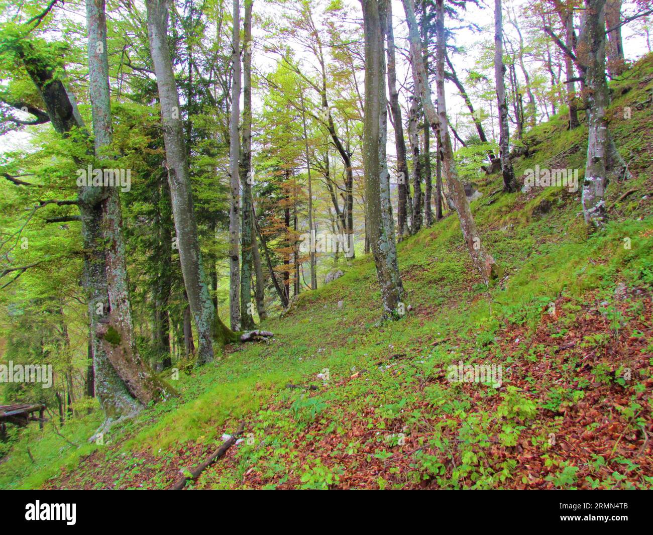 Common temperate, deciduous beech forest in Slovenia with lush ...