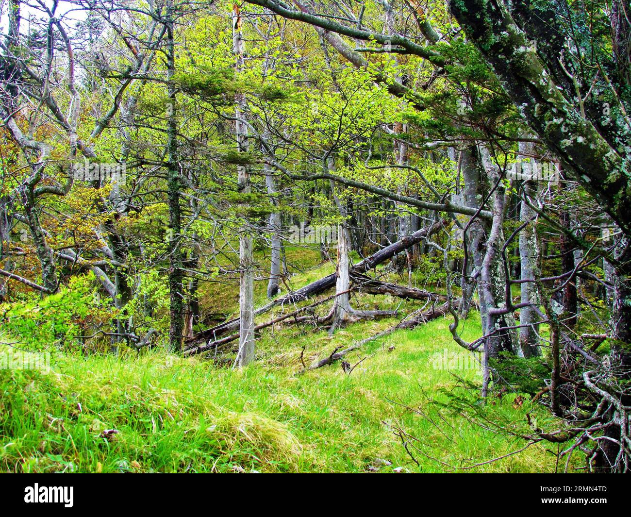 Common beech and spruce forest in Slovenia with bright green grass and ...