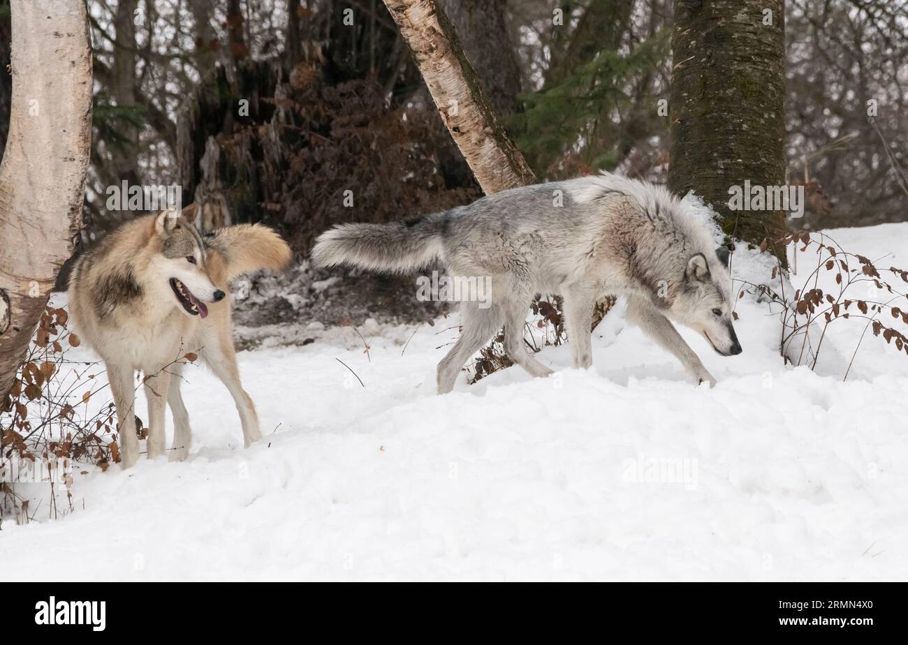 North America; United States; Wyoming; Wildlife; Predators; Canine ...