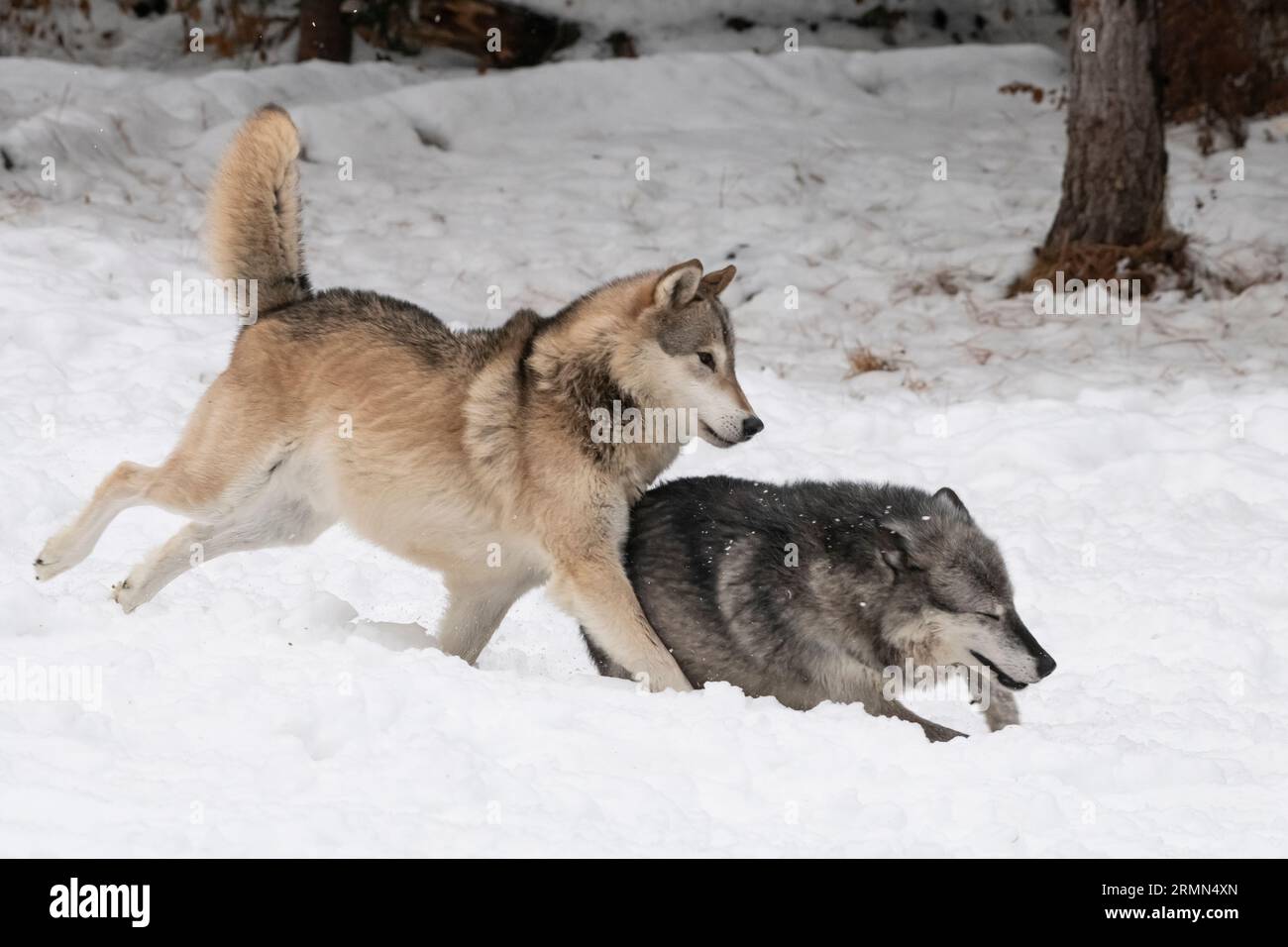 Gray wolf dominance behavior hi-res stock photography and images - Alamy