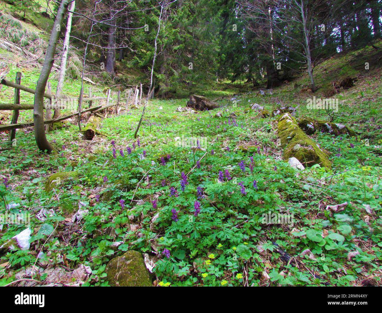Patch of purple blooming holewort (Corydalis cava) flowers in spruce ...