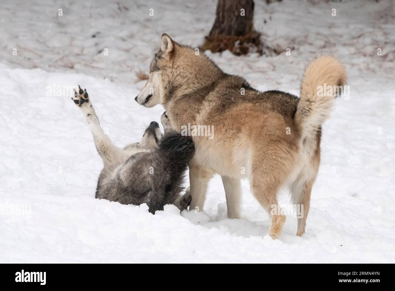 North America; United States; Wyoming; Wildlife; Predators; Canine ...