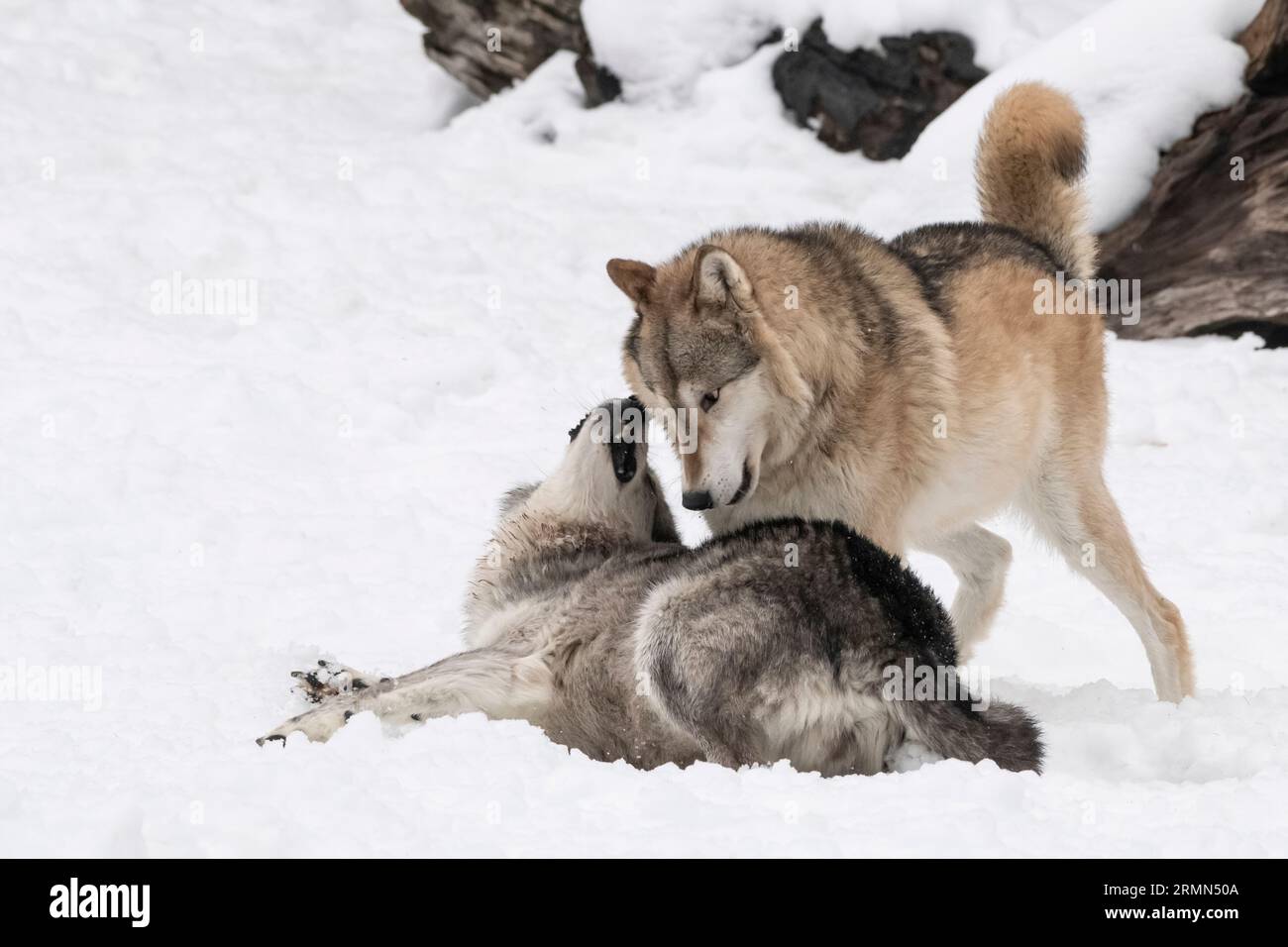 North America; United States; Wyoming; Wildlife; Predators; Canine ...