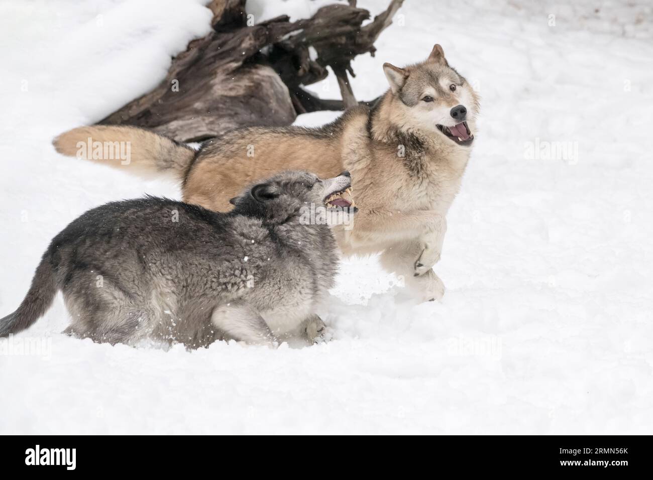 North America; United States; Wyoming; Wildlife; Predators; Canine ...