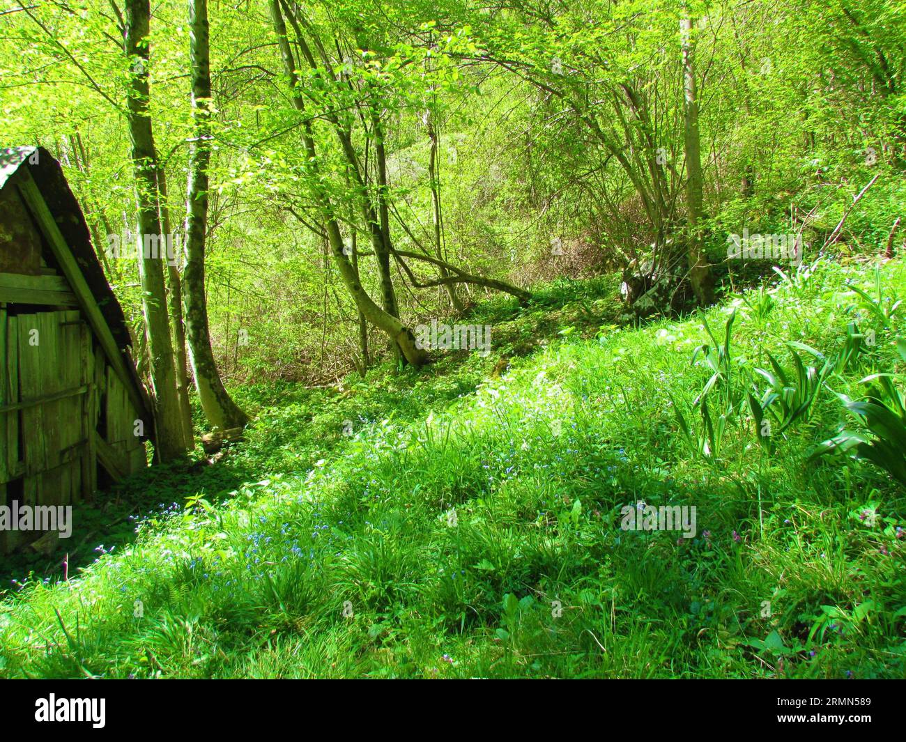 Bright green meadow in late spring full of blue blooming wood forget-me ...