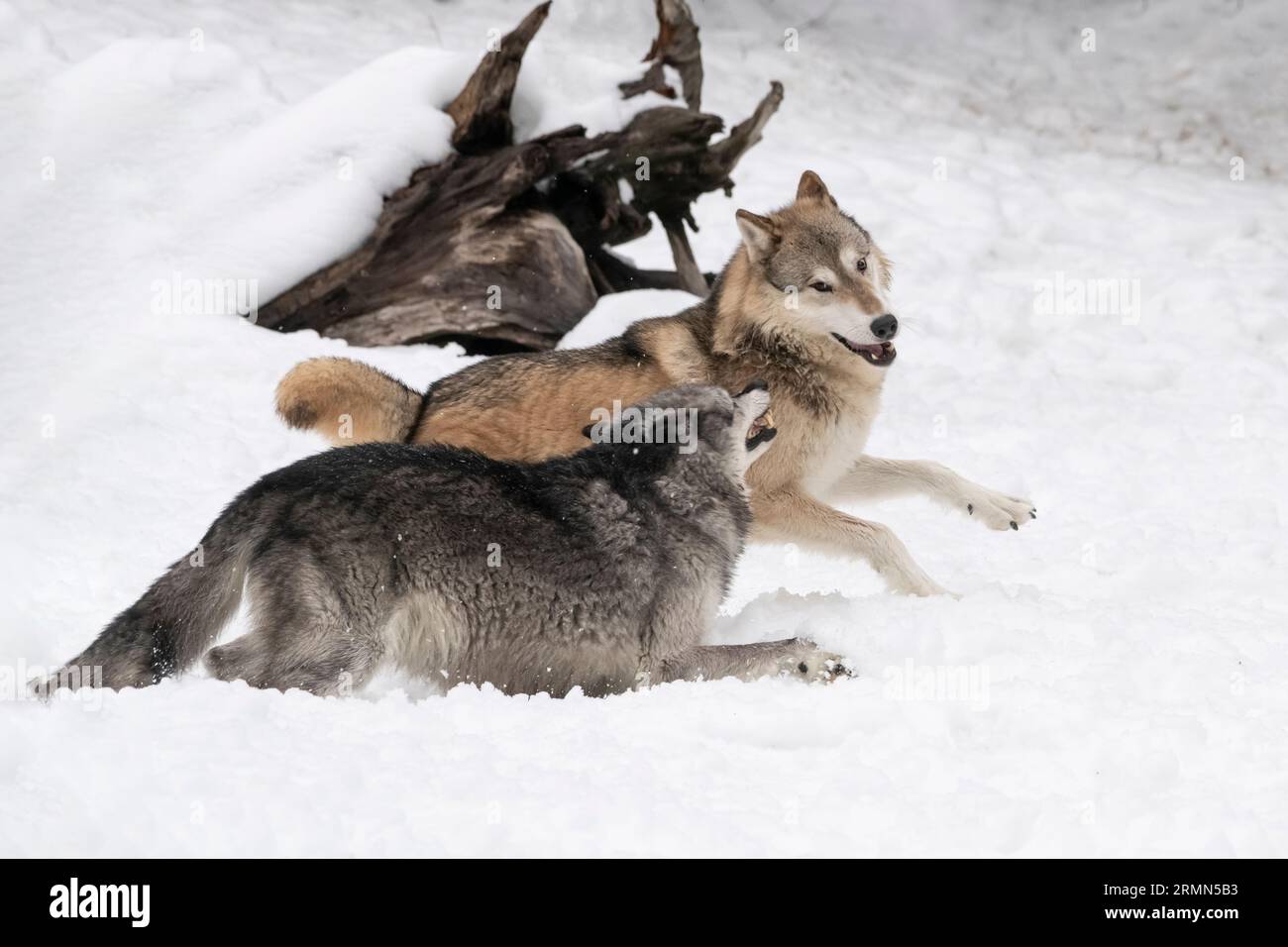 Gray wolf dominance behavior hi-res stock photography and images - Alamy