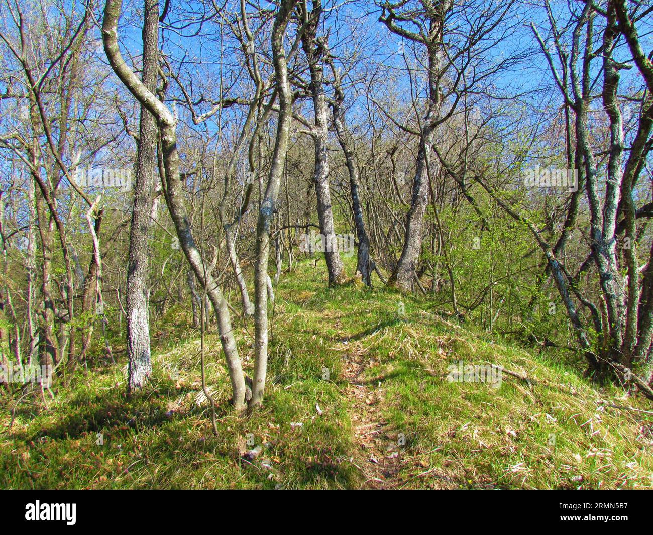 Oak frest hi-res stock photography and images - Alamy