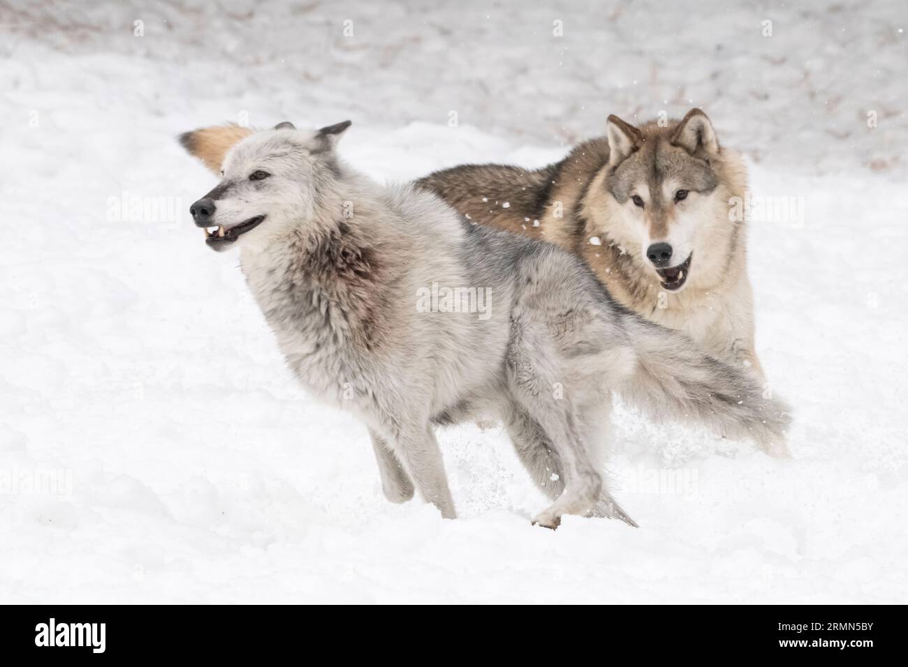 North America; United States; Wyoming; Wildlife; Predators; Canine ...