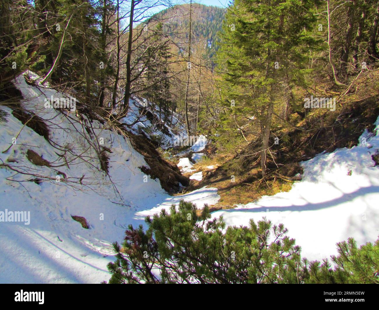 Snow covered valley at Pokljuka in Triglav national park, Slovenia ...