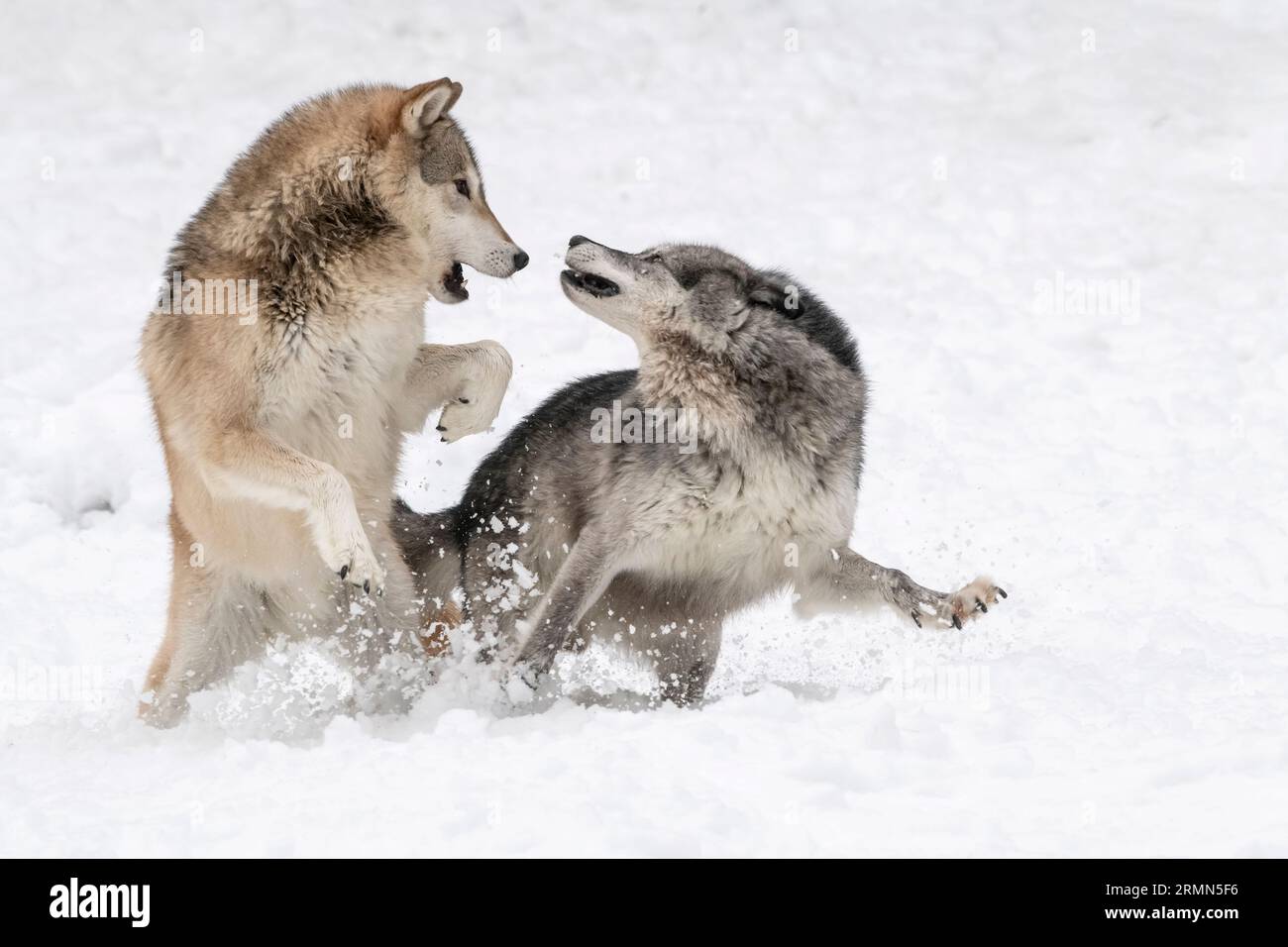 North America; United States; Wyoming; Wildlife; Predators; Canine ...