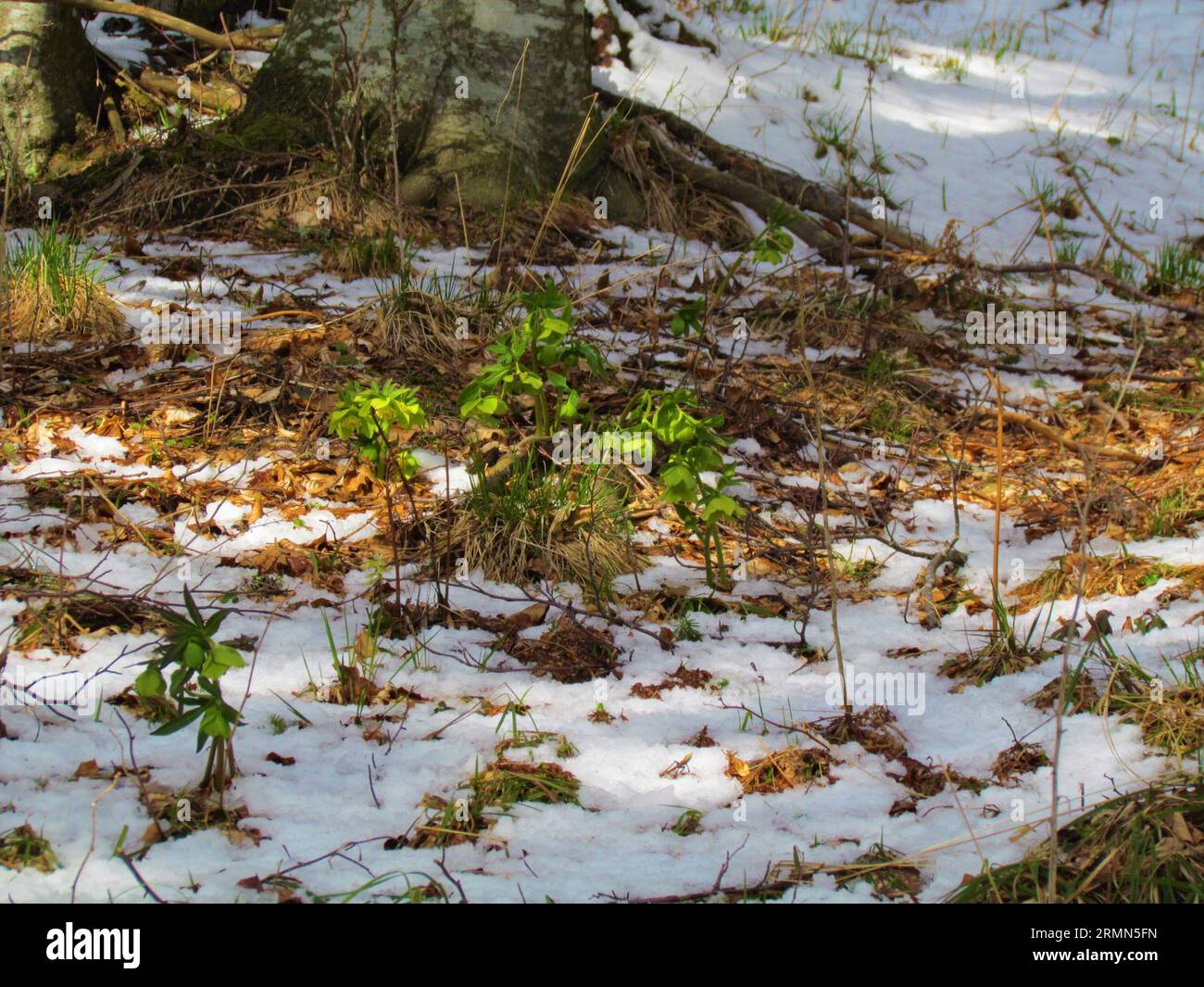 Blooming green hellebore (Helleborus viridis) spring flowers growing ...