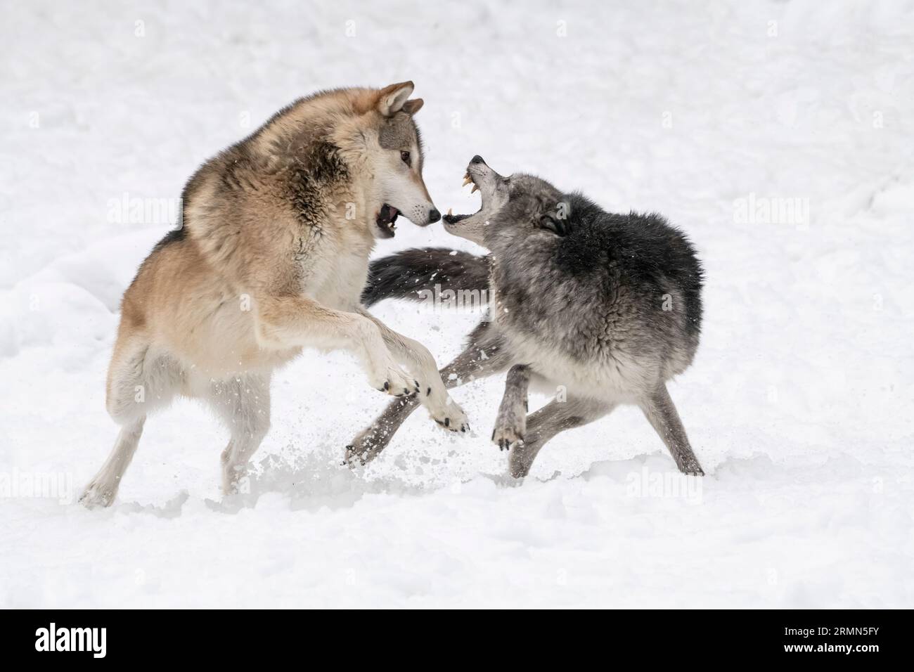 Gray wolf dominance behavior hi-res stock photography and images - Alamy