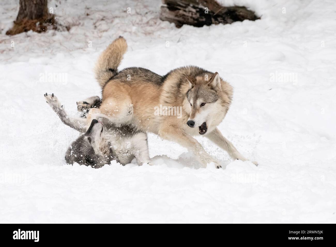 North America; United States; Wyoming; Wildlife; Predators; Canine ...