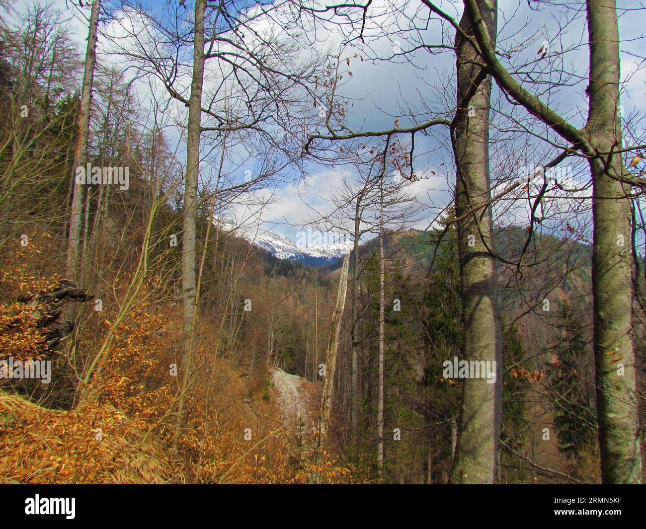 Beech forest in Karavanke mountains, Slovenia on the path to Kofce with ...