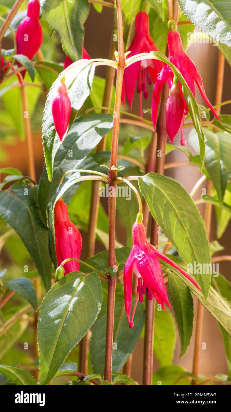 Fuchsia plant in bloom on natural background Stock Photo - Alamy