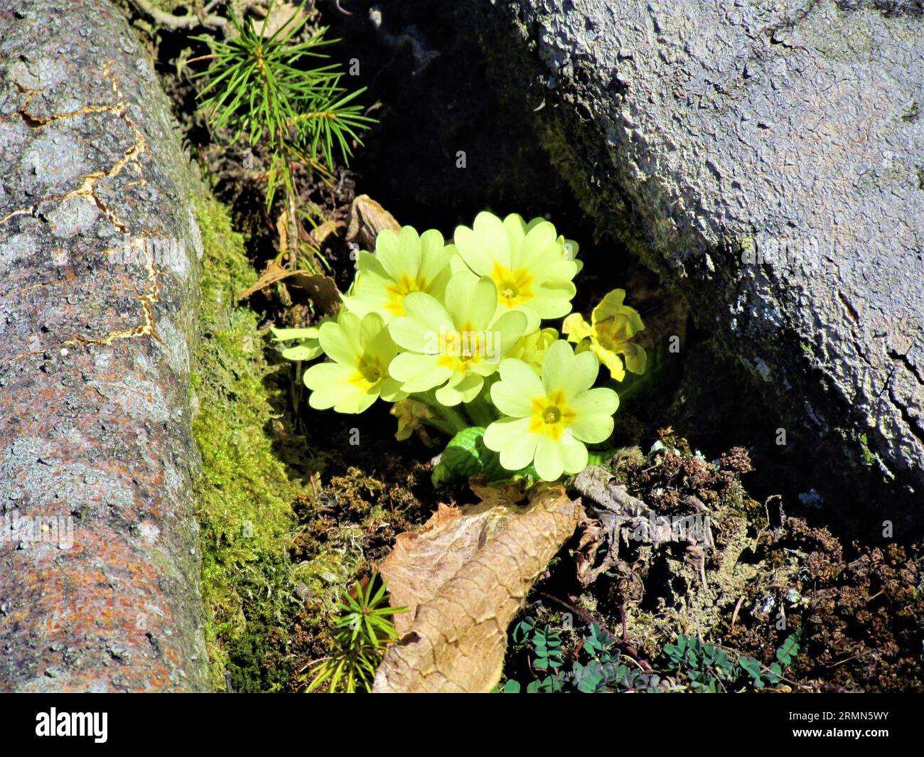 Primrose roots hi-res stock photography and images - Alamy