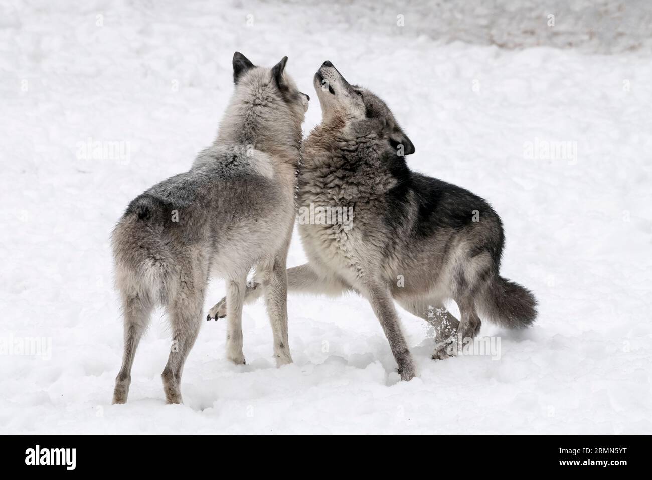 North America; United States; Wyoming; Wildlife; Predators; Canine ...