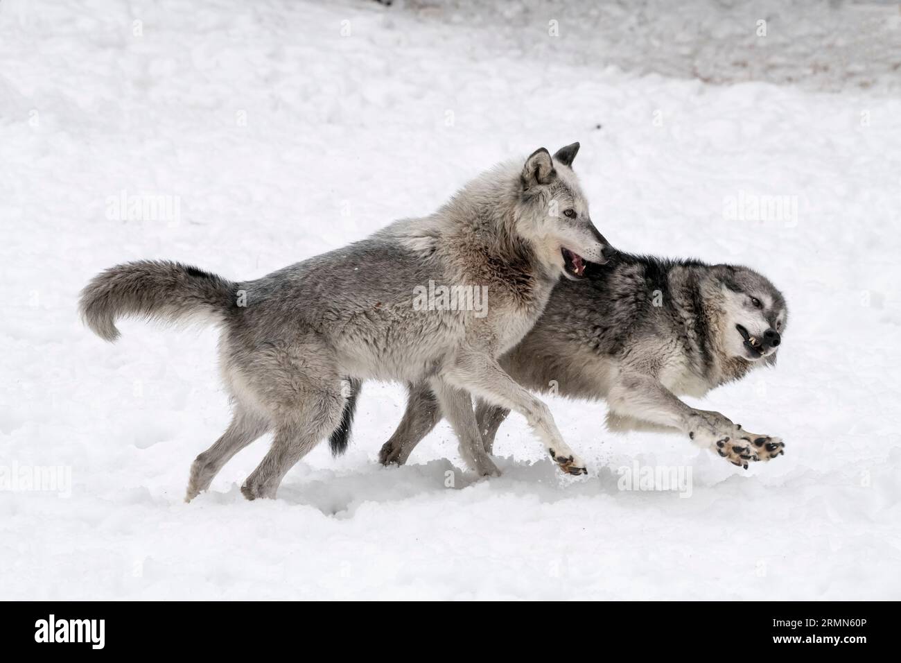 North America; United States; Wyoming; Wildlife; Predators; Canine ...