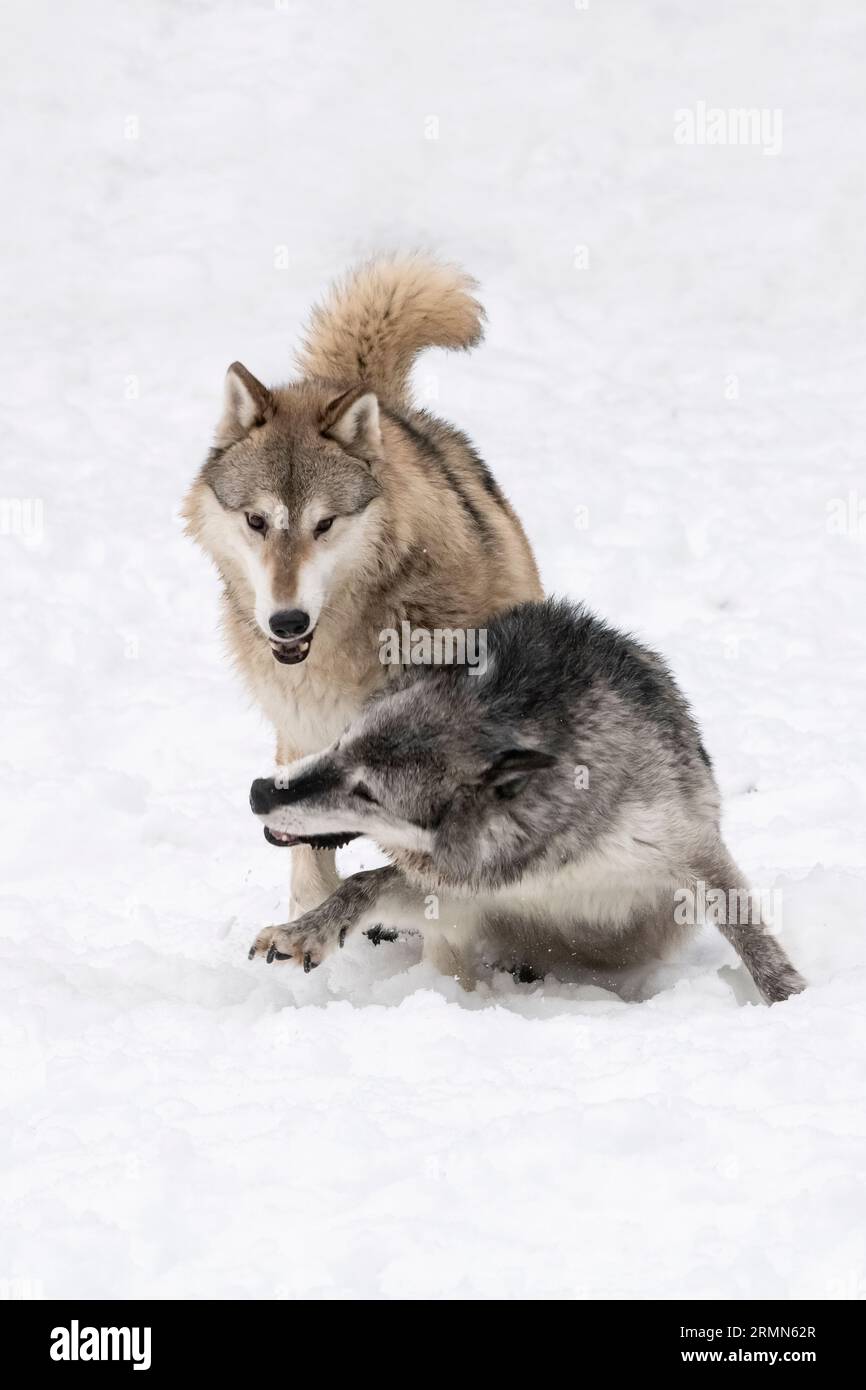 North America; United States; Wyoming; Wildlife; Predators; Canine ...