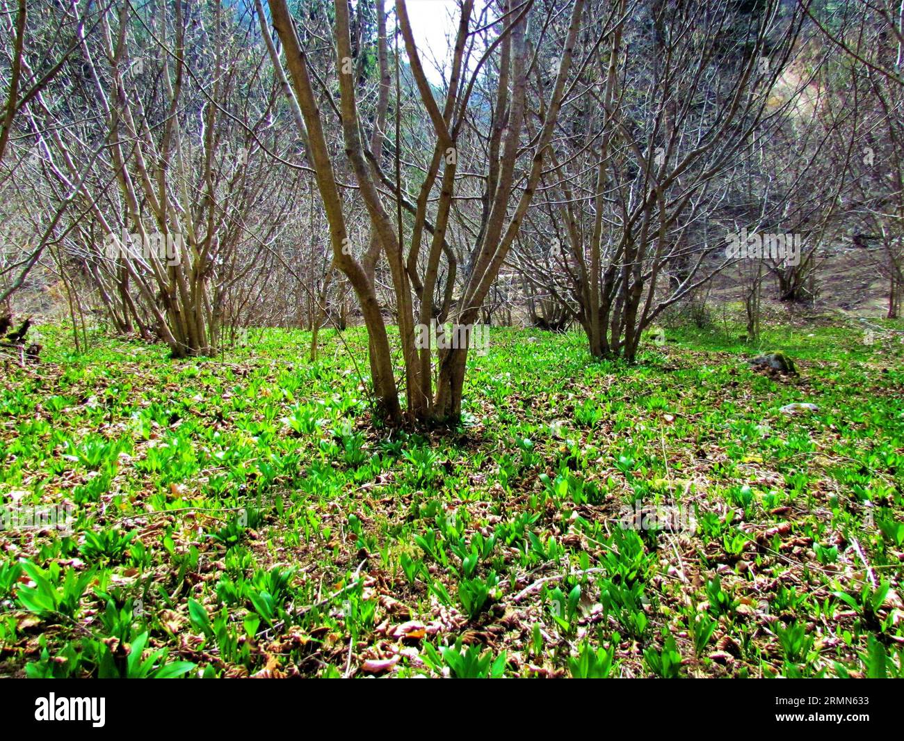 Field of spring growing edible wild garlic, ramsons, buckrams, broad ...