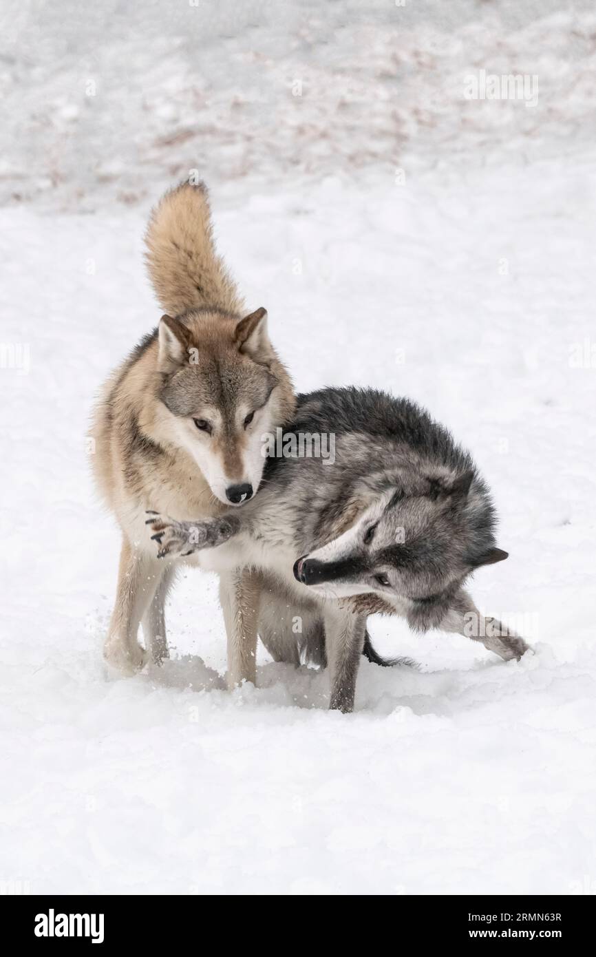 Gray wolf dominance behavior hi-res stock photography and images - Alamy