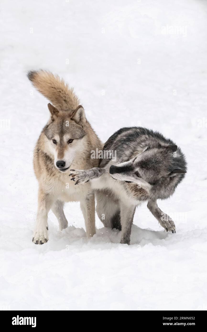 Gray wolf dominance behavior hi-res stock photography and images - Alamy