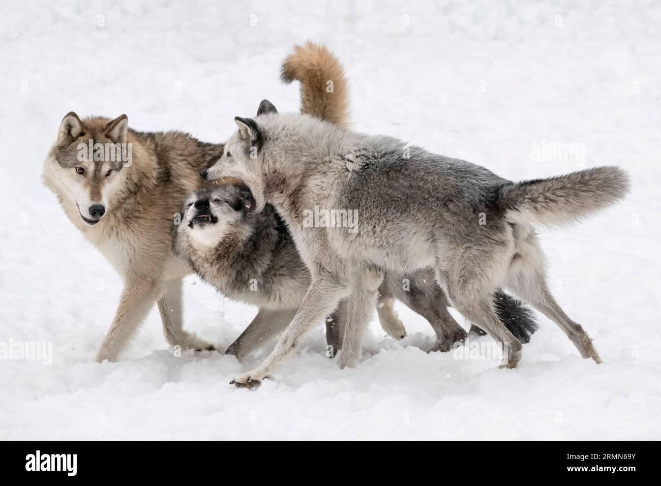 Gray wolf dominance behavior hi-res stock photography and images - Alamy