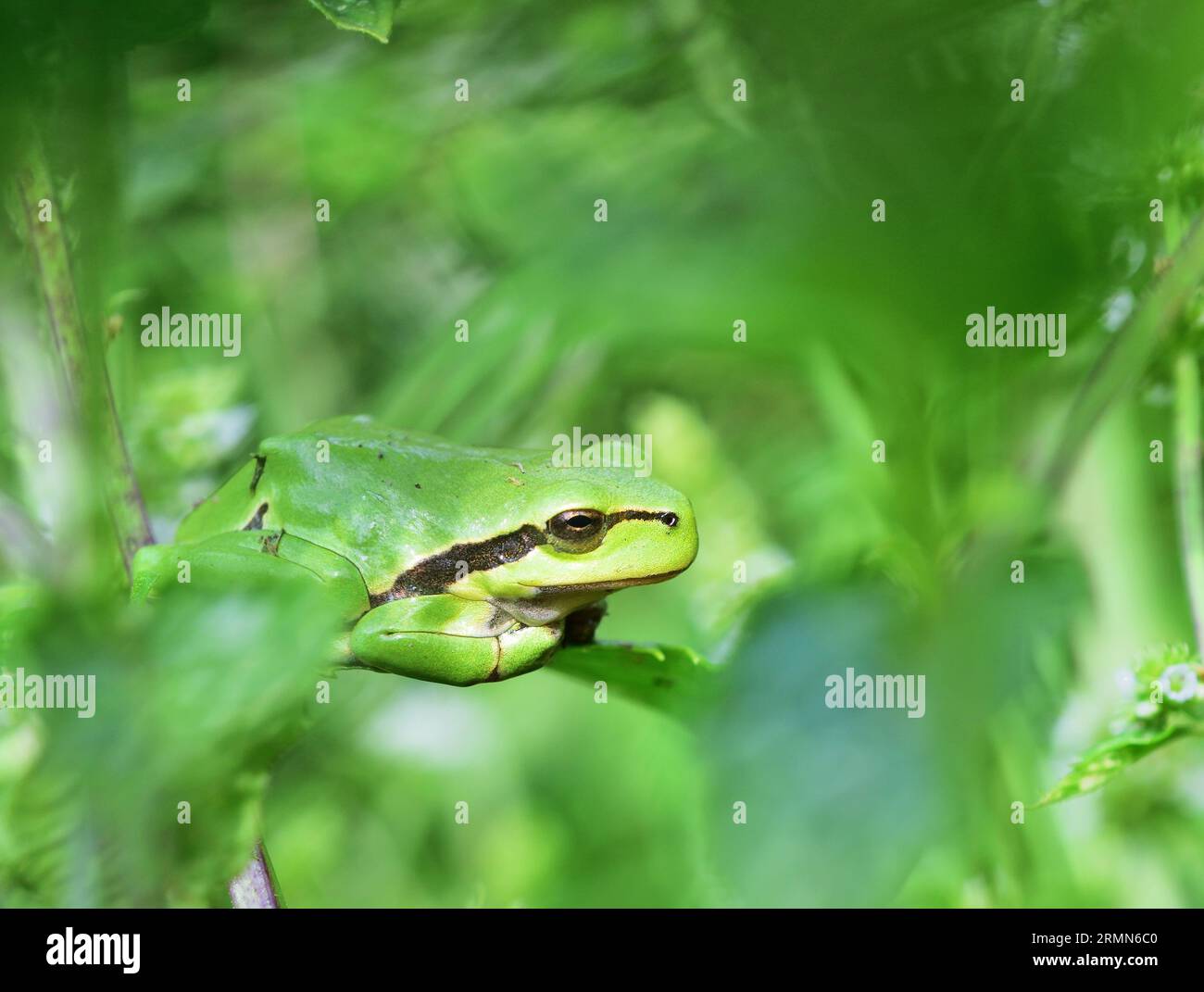 Frog green hyla arborea animal hi-res stock photography and images - Alamy