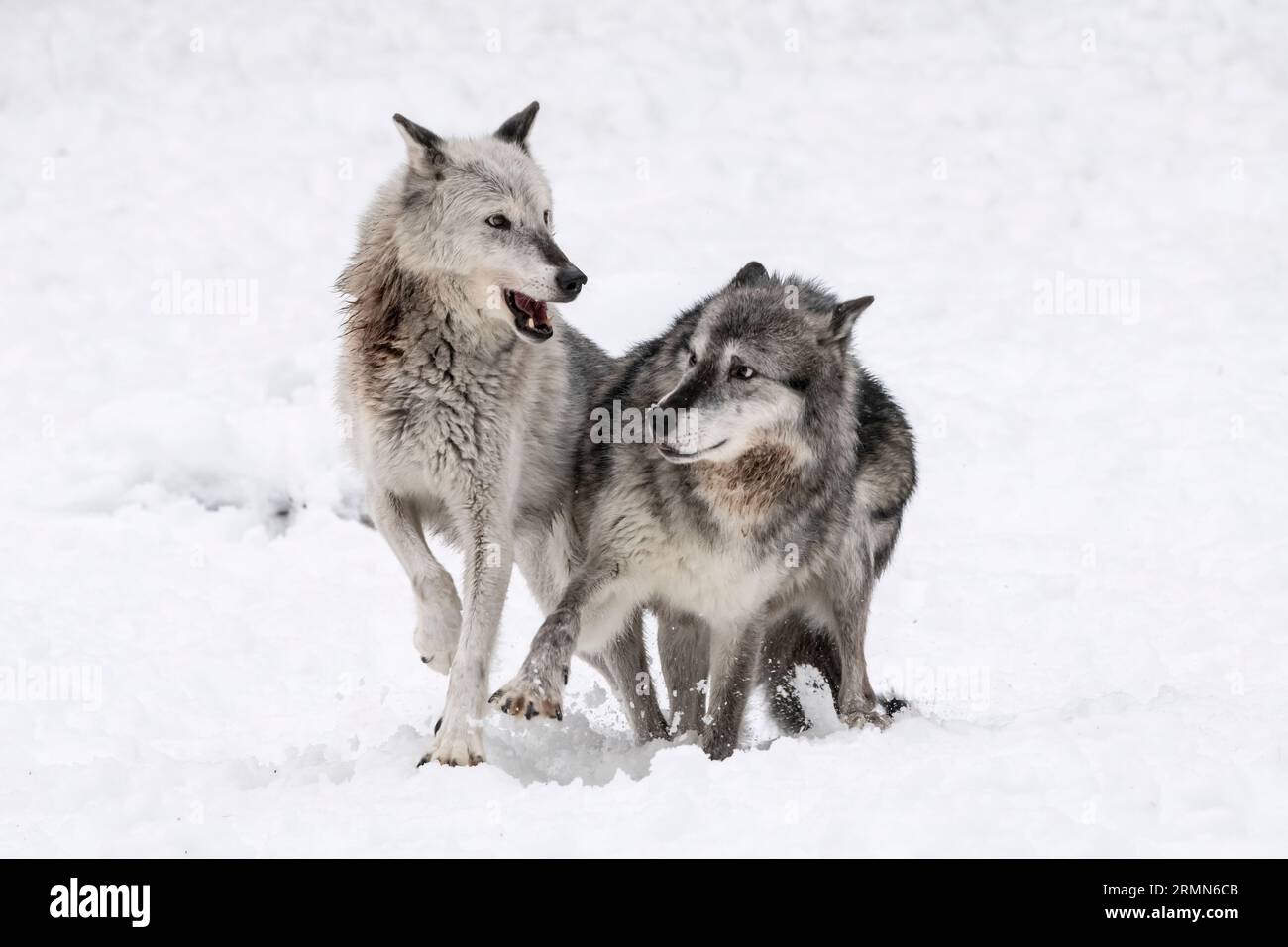 Gray wolf dominance behavior hi-res stock photography and images - Alamy