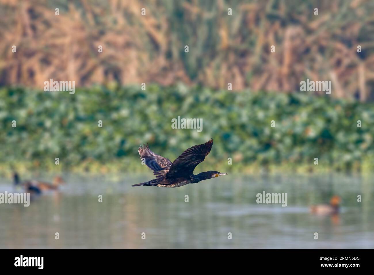 Flying over beautiful lake island hi-res stock photography and images ...