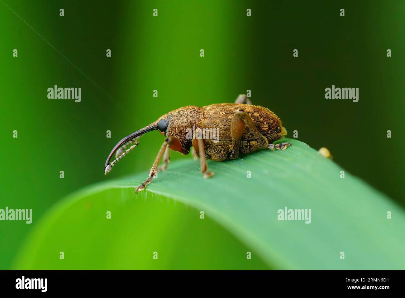 Curculio abietis hi-res stock photography and images - Alamy
