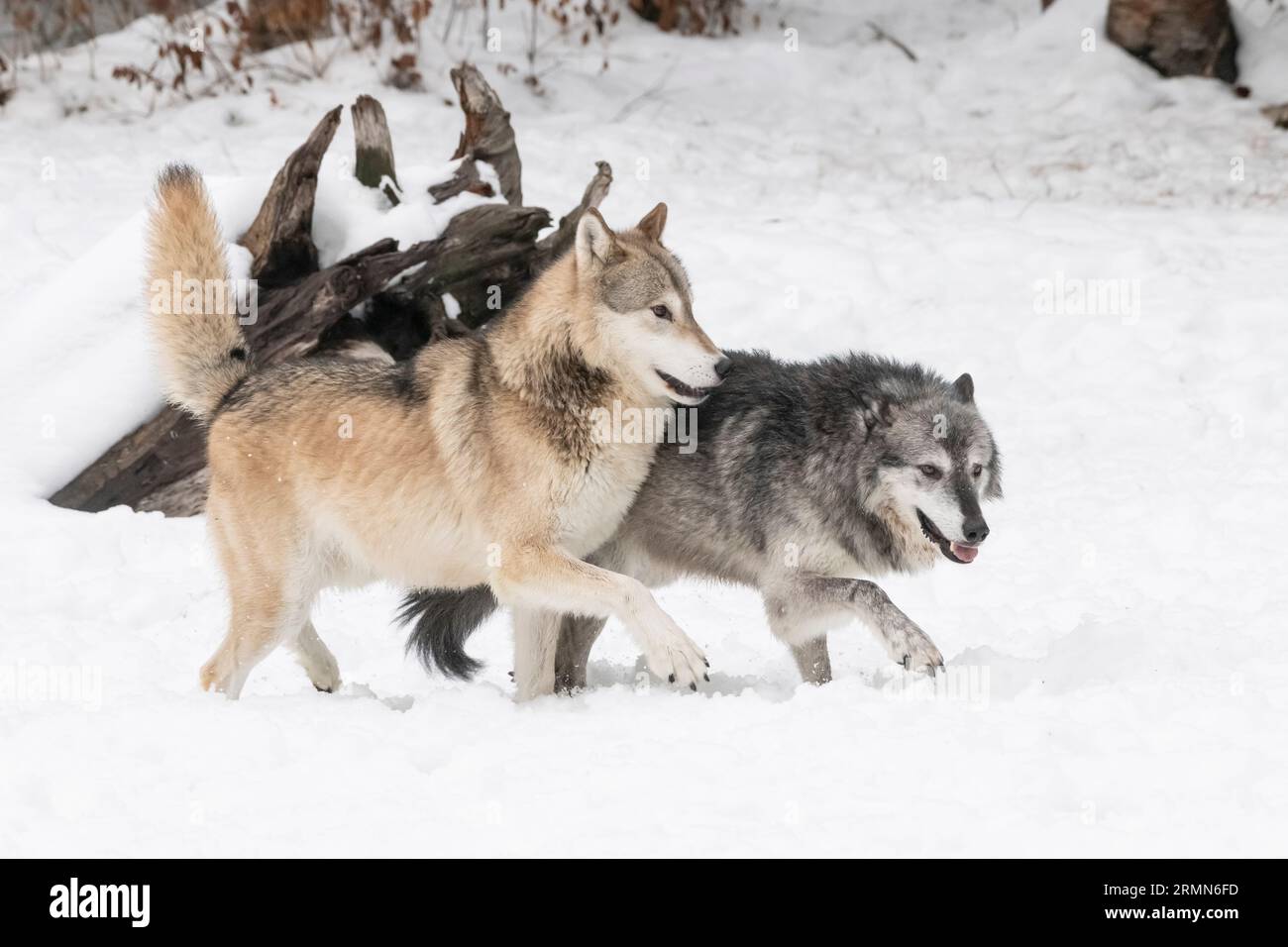 Gray wolf dominance behavior hi-res stock photography and images - Alamy