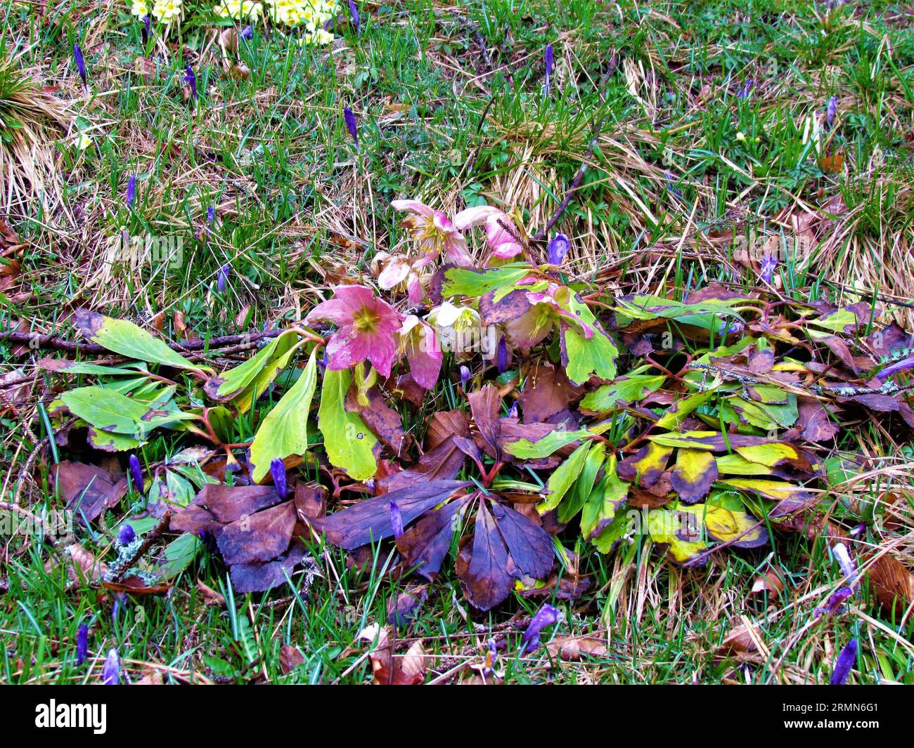 Giant hellebore hi-res stock photography and images - Alamy