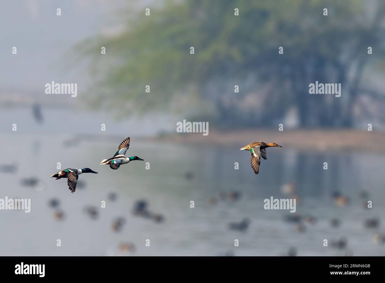 Northern shoveler in flight hi-res stock photography and images - Alamy