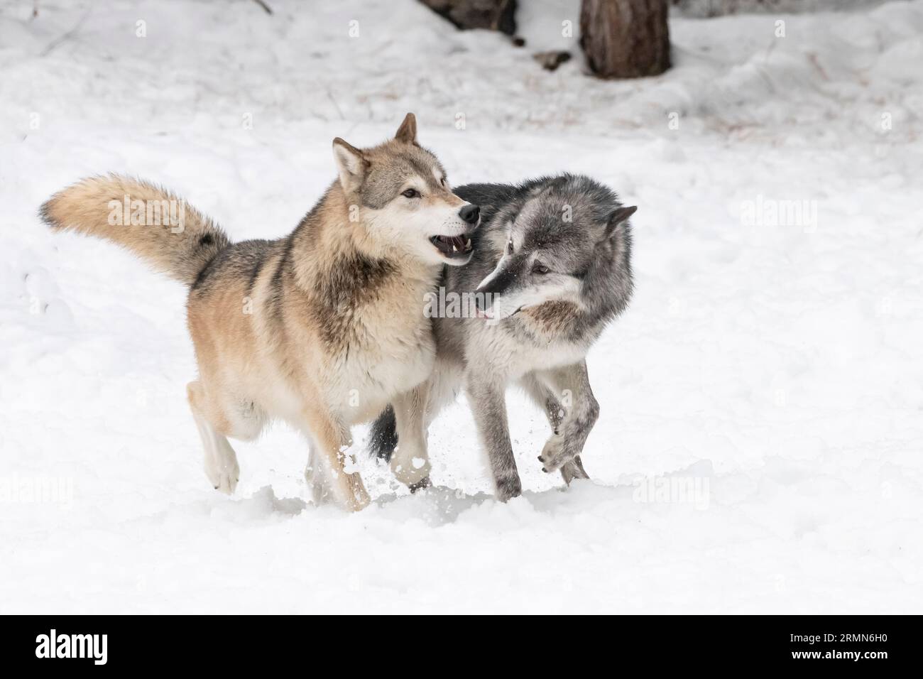 Gray wolf dominance behavior hi-res stock photography and images - Alamy