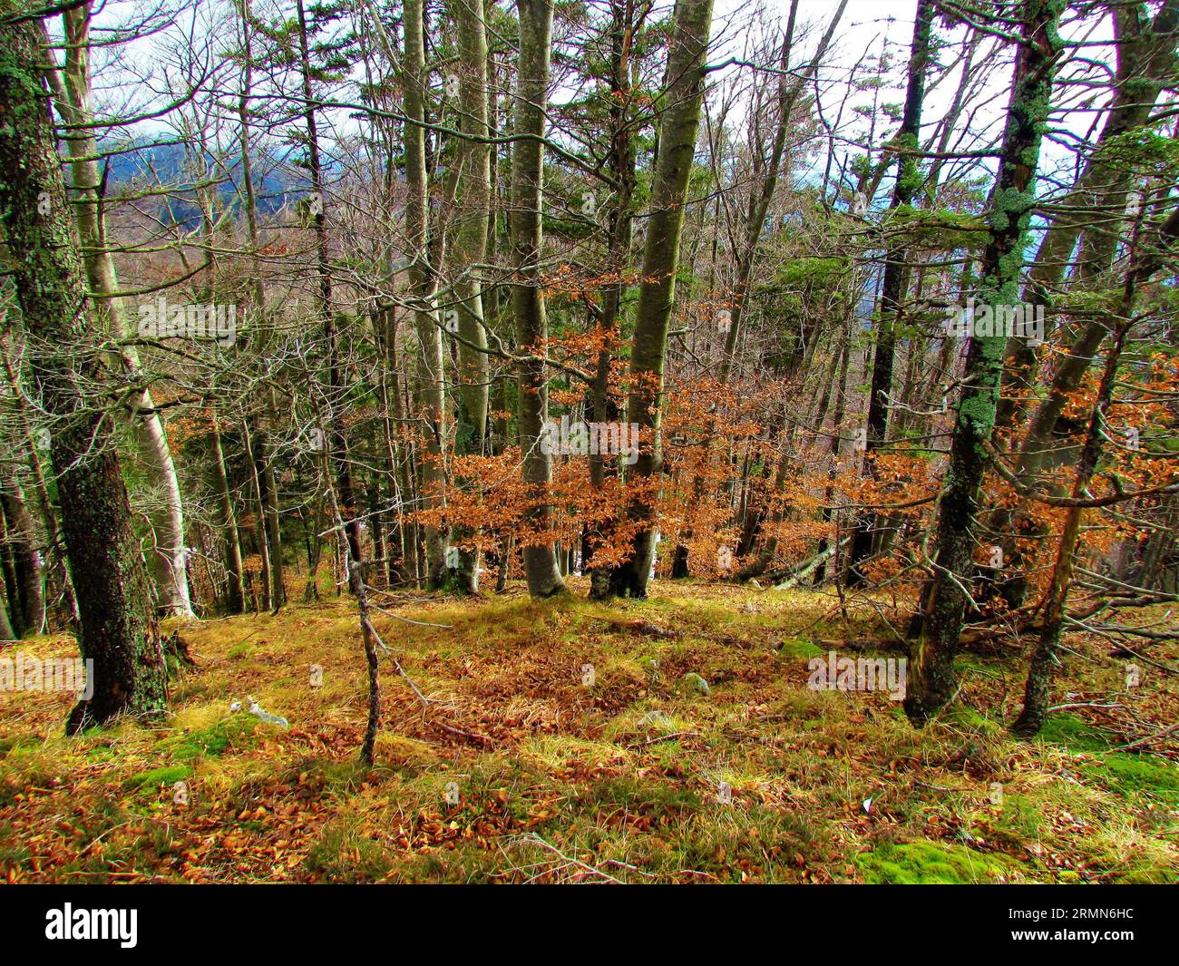 Colorful european beech forest in Slovenia with dry grass and leaves ...