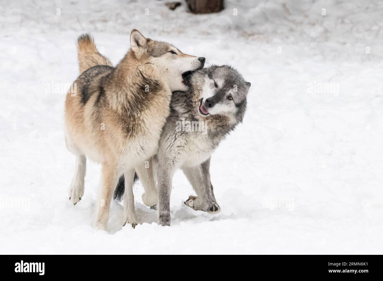 Gray wolf dominance behavior hi-res stock photography and images - Alamy